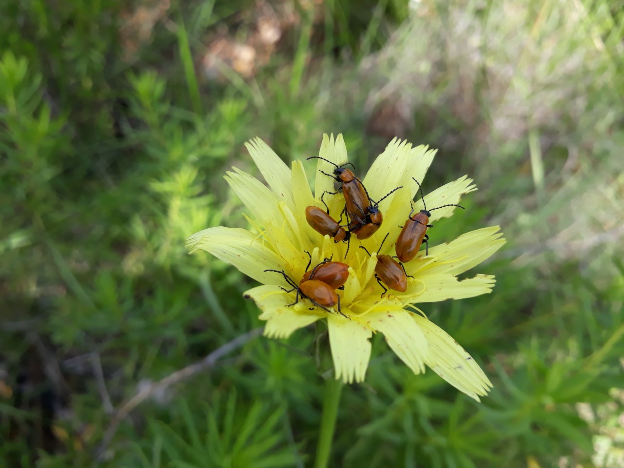 Insects used as biodiversity monitoring indicators | Life Montserrat